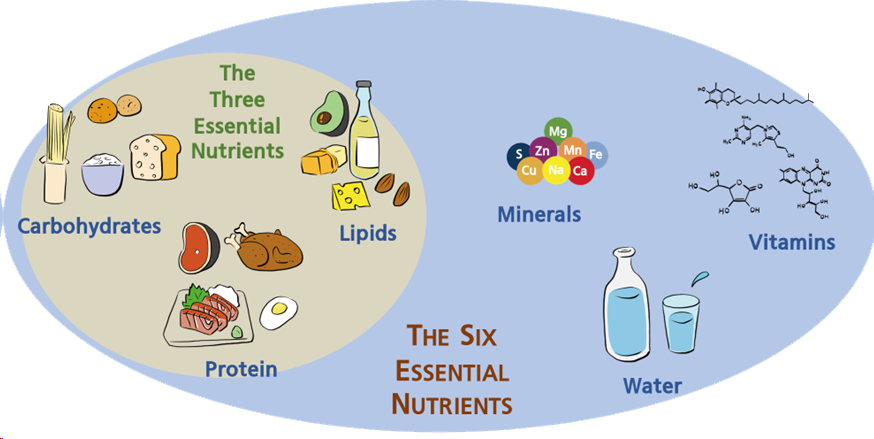 Understanding the Six Major Nutrients: Carbohydrates, Proteins, Fats ...