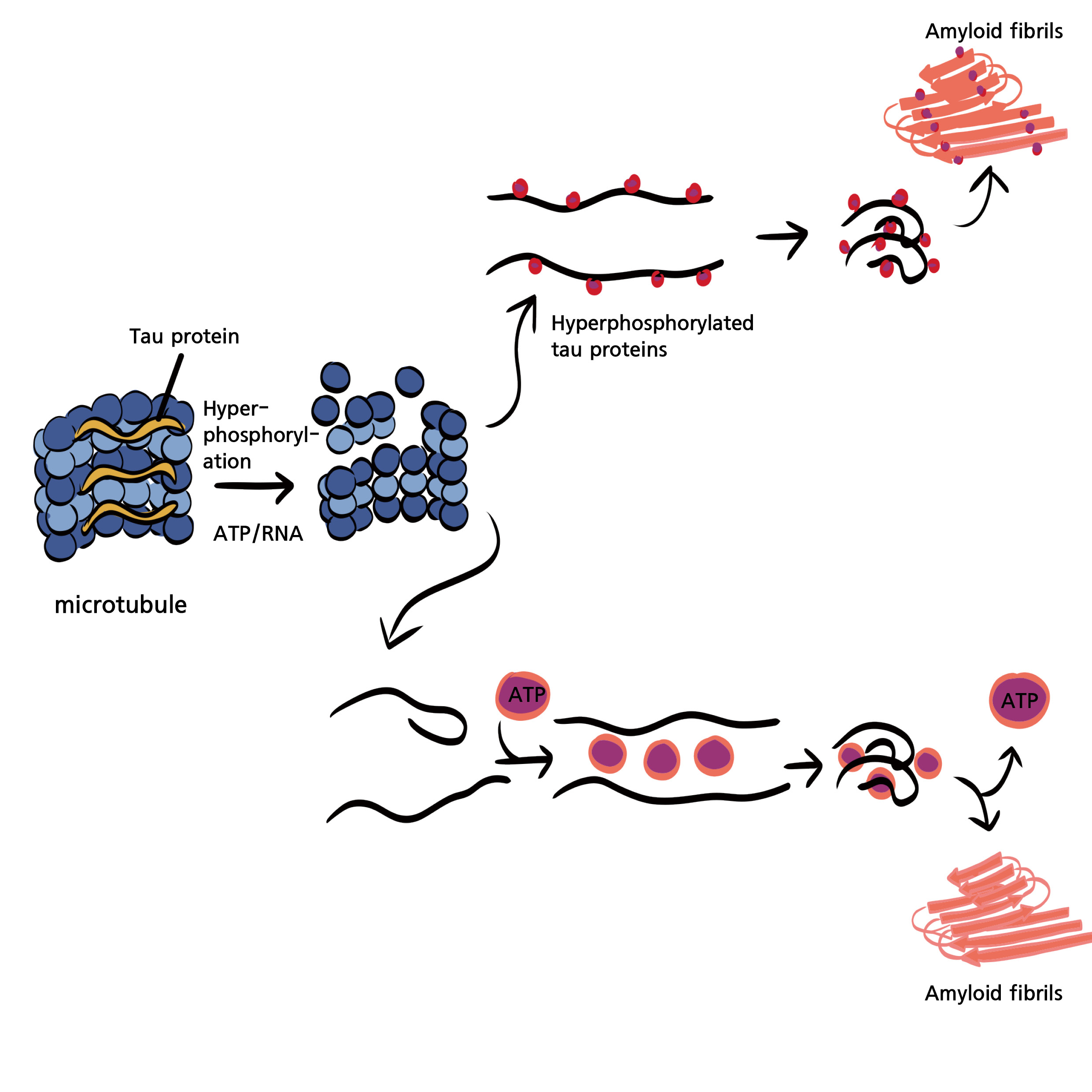 Diverse Pathways of Amyloid Aggregation and Kinetics (Part 2) – Leo & Leah