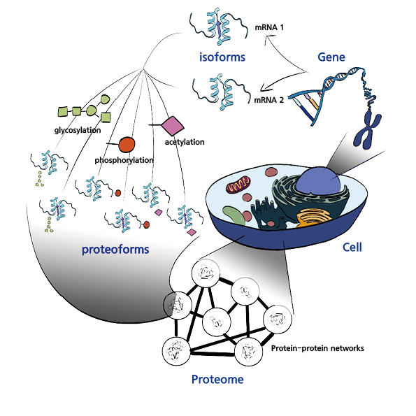 Proteins, the Proteome, and the Cell – Leo & Leah