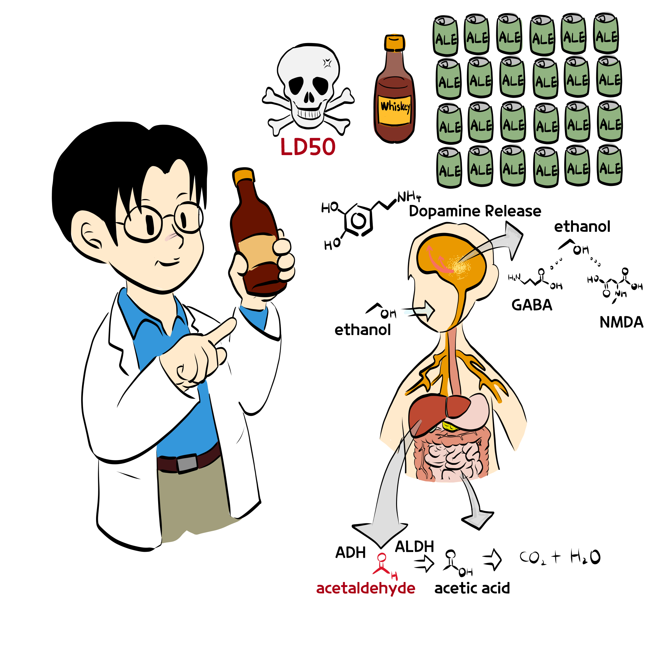 Understanding Alcohol Toxicity: Science Unveiled – Leo & Leah