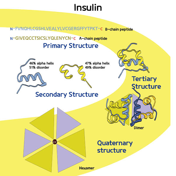 Understanding Protein Folding: Primary to Quaternary Structures – Leo ...
